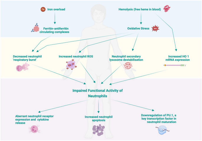Beyond anemia: unraveling neutrophil defects and infection ...