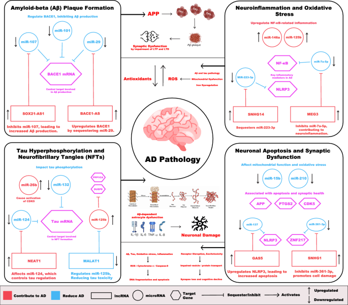 Diagnostic and therapeutic potential of microRNAs and long noncoding ...