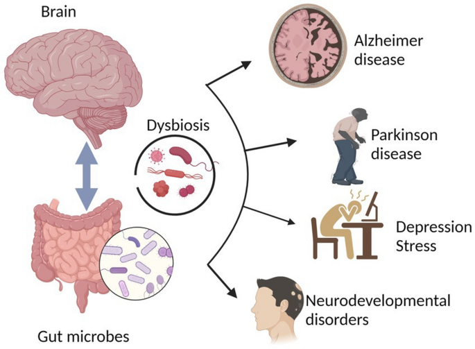 A comprehensive review on immunological mechanisms and gut-brain ...