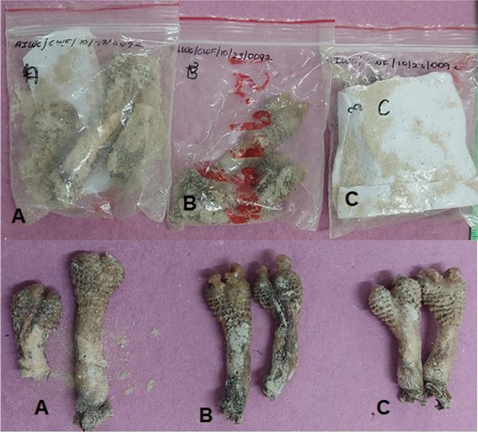 Molecular species identification from seized dried genital organs: a ...