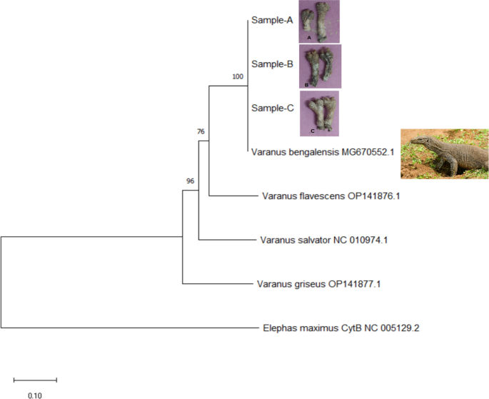 Molecular species identification from seized dried genital organs: a ...