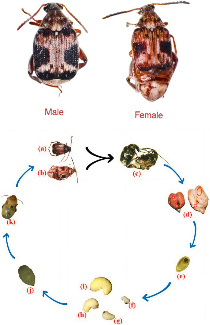 A year-round distinctive growth pattern of Callosobruchus maculatus (F ...