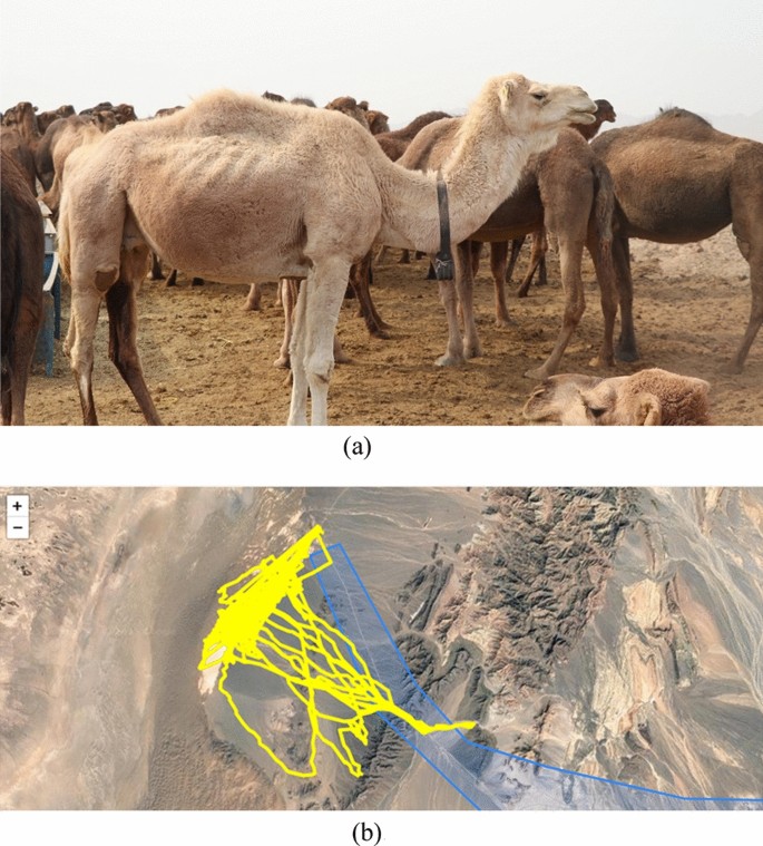 A novel ICT-based system for camel husbandry for online monitoring ...
