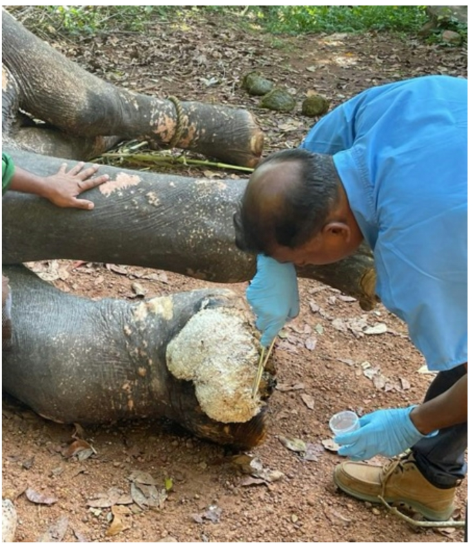Successful management of verrucous granuloma in a captive Asian ...