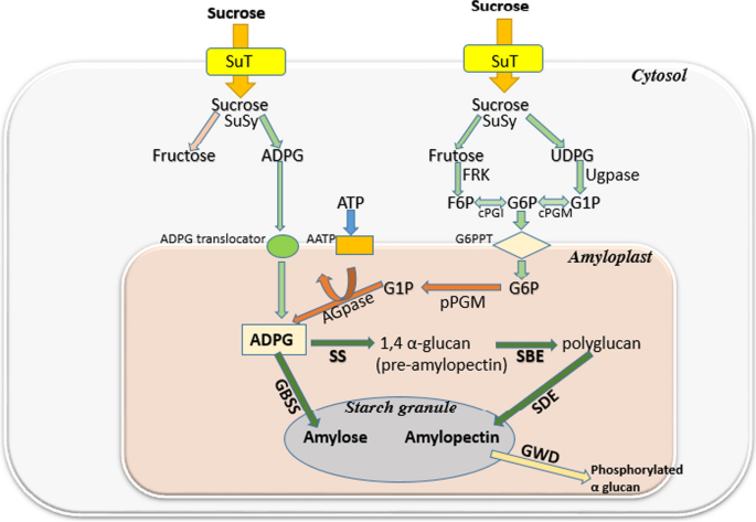 Revolutionizing starch modification: the role of genetic engineering in ...