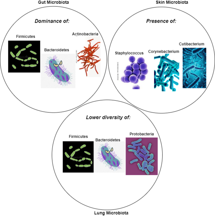 Host-microbe interactions at barrier tissues and immunomodulation: a ...