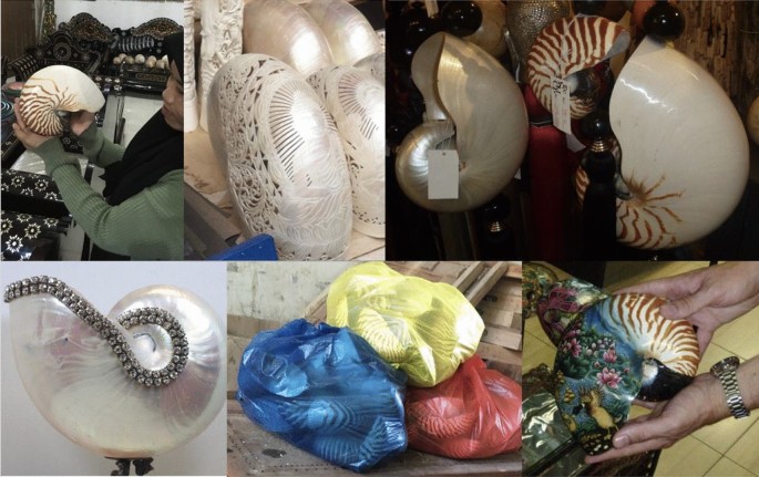 Policies, law enforcement and sustainable use of nautilus shells in ...