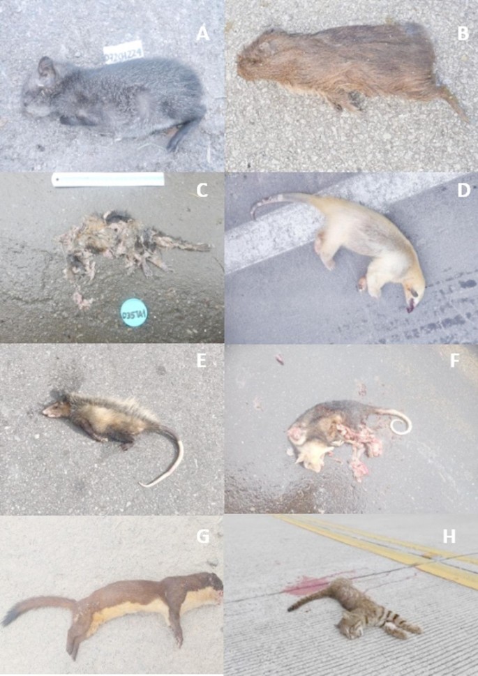 Roadkill data reveal new distribution records and possible range shifts ...