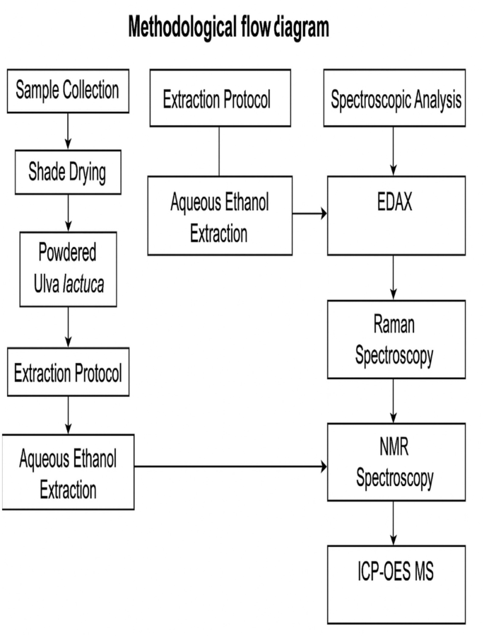 Molecular structure and bioactivity analysis of Ulva lactuca using ...
