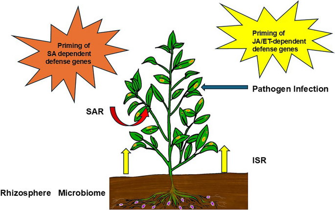 Priming of plant’s immune system: the future sustainable approach for ...
