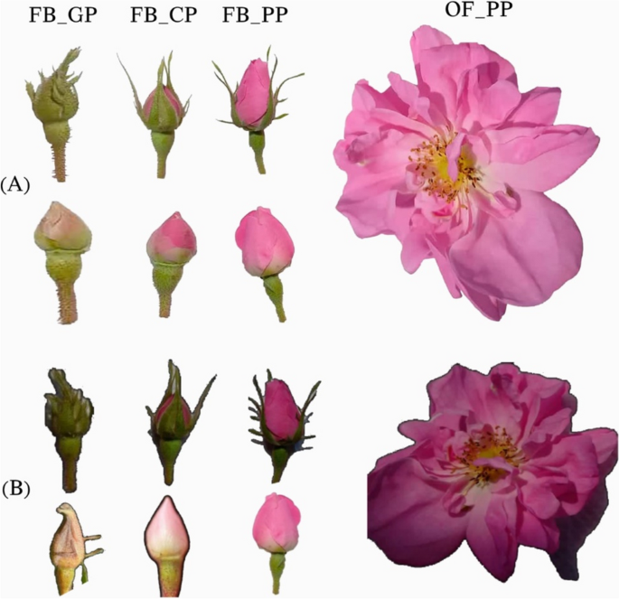 Characterization of gene expression and anthocyanin accumulation in ...
