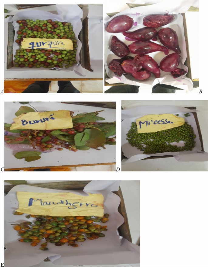 The proximate and mineral compositions of wild edible fruits in Eastern ...