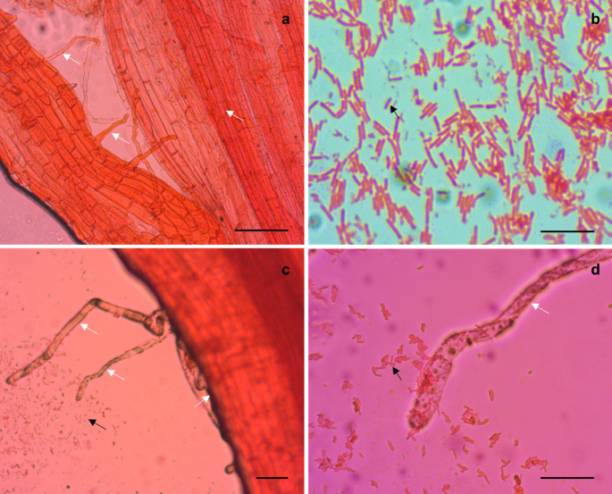 Azospirillum brasilense affects survival, growth and nutrient status of ...