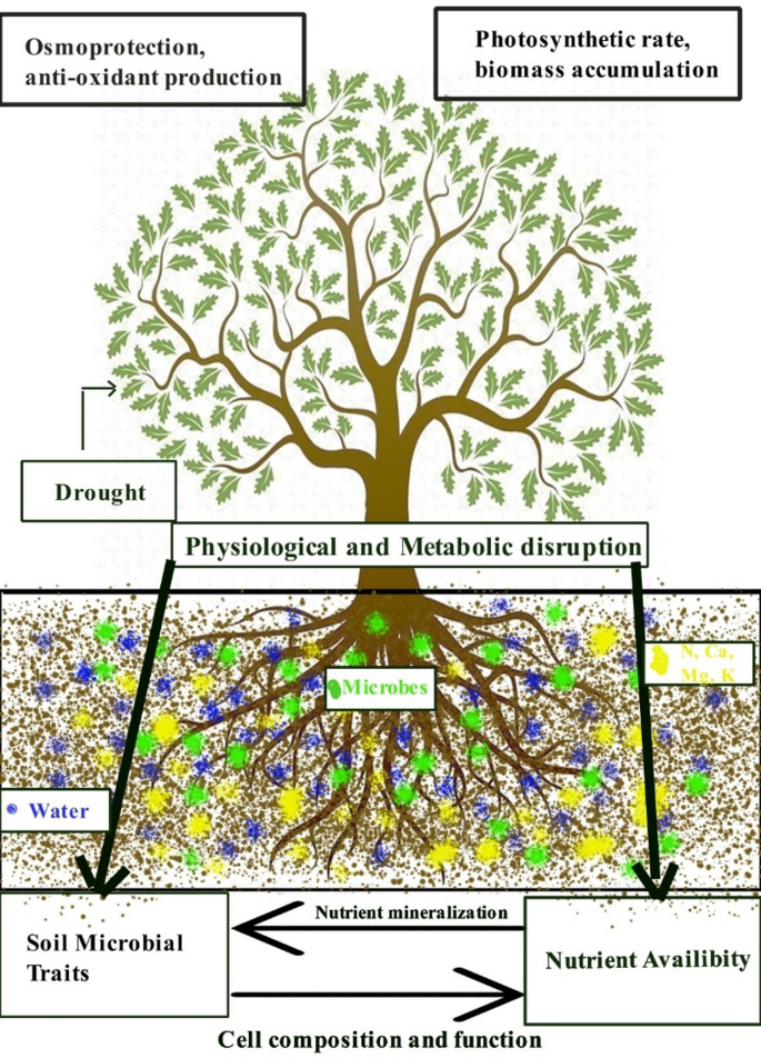 Plant adaptations to soil stress through hormonal signaling and ...