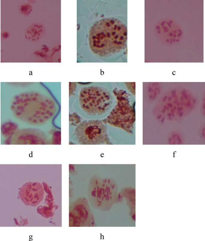 Genotype-specific responses to polyploidy induction in coriander using ...