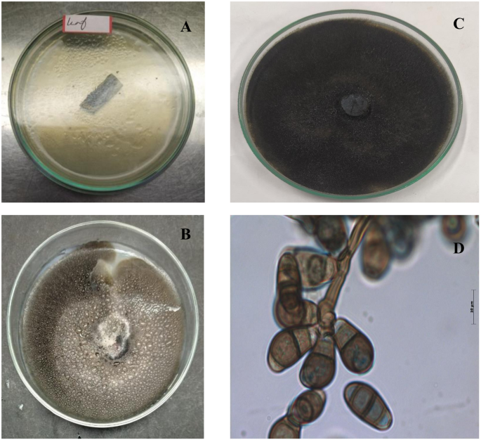 GC MS analysis of toxic metabolites produced by Curvularia lunata ...