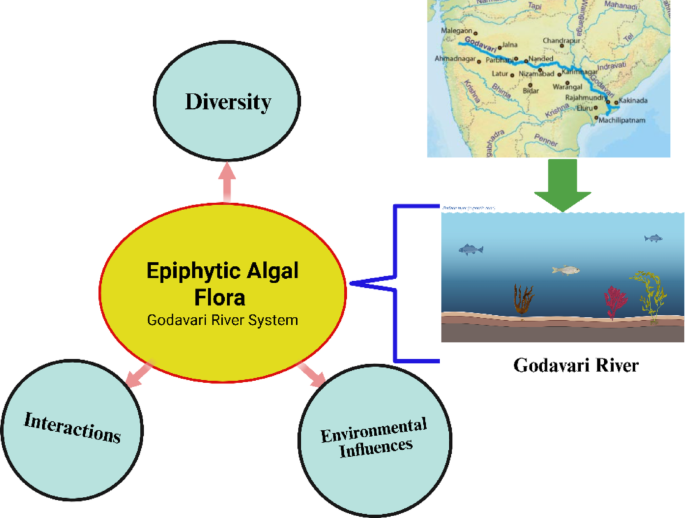 Epiphytic algal flora on aquatic macrophytes of the Godavari river ...