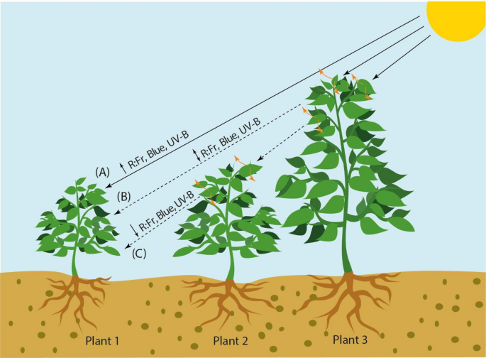 Plant photoreceptors mediate multimodal environmental signaling ...