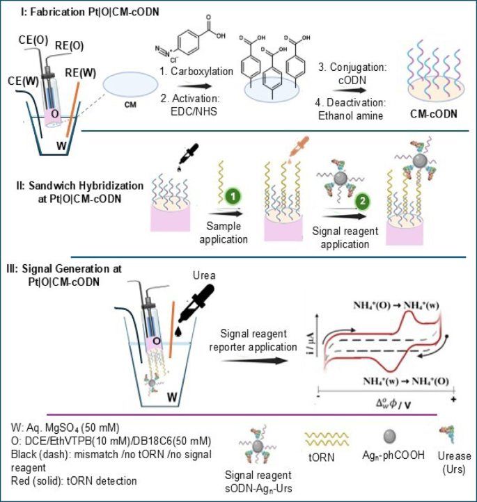 A heterogeneous ion transfer NH4+ detector core amperometric genosensor ...