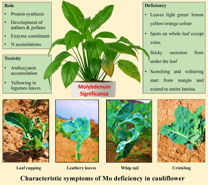Molybdenum in soil-plant system: bioavailability, dynamics and ...