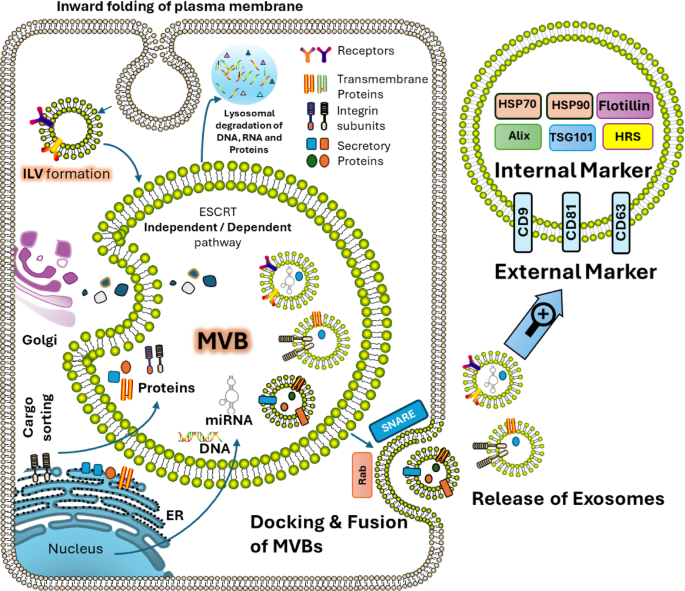 Latest developments in advanced exosome engineering for optimized site ...