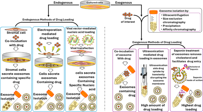 Latest developments in advanced exosome engineering for optimized site ...