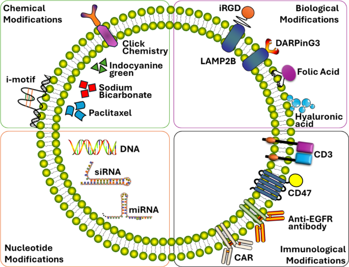 Latest developments in advanced exosome engineering for optimized site ...
