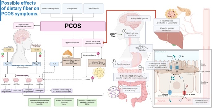 Impact of dietary fiber on PCOS: a systematic review | Food, Nutrition ...