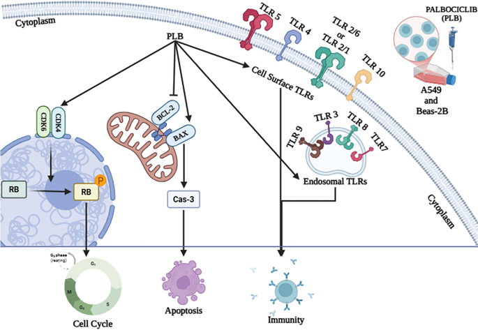 Palbociclib Induces Apoptosis and Modulates Toll-Like Receptor ...