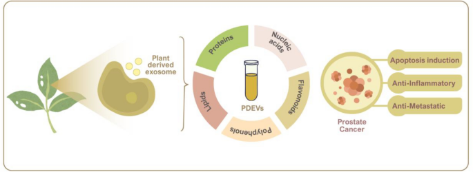 Plant-Derived Exosomes as Emerging Therapeutics in Prostate Cancer: A ...
