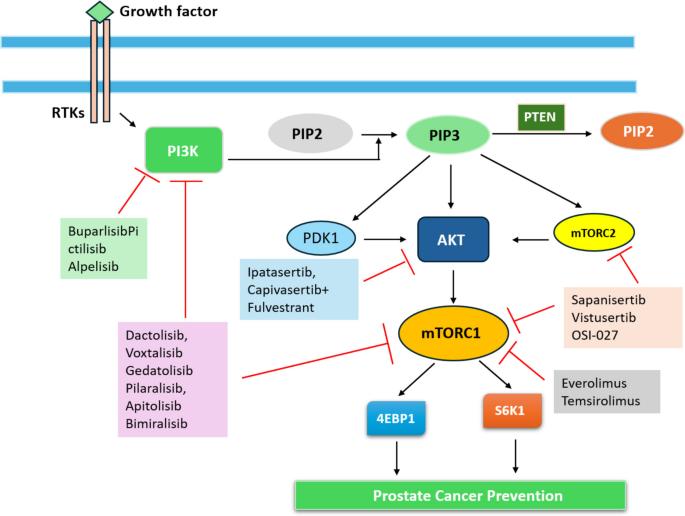 Targeting the PI3K/AKT/mTOR signaling pathway in prostate cancer ...