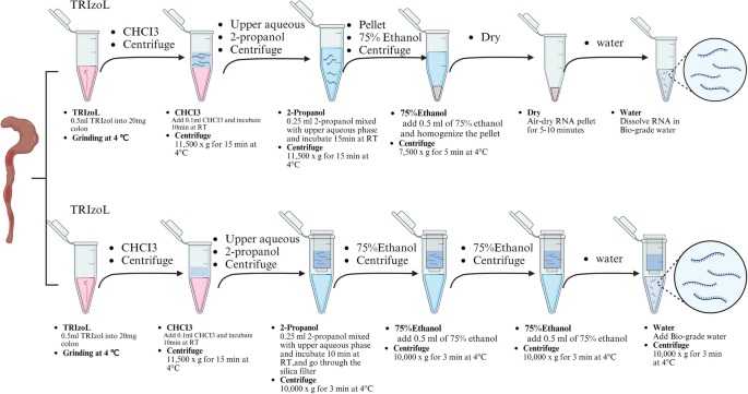 Optimized TRIzol–silica column RNA extraction for DSS-colitis ...