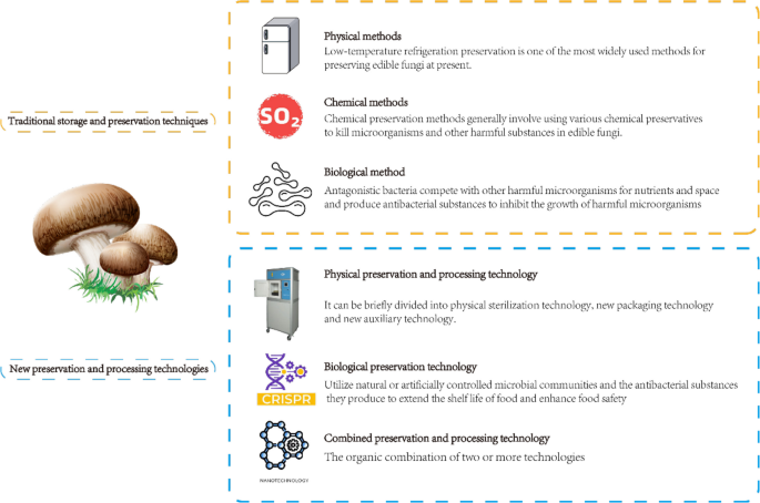 Advances in postharvest storage of edible fungi: mechanisms ...