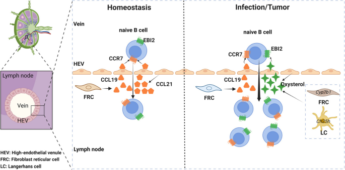 Lymph node sterol metabolite drives chemokine-independent lymphocyte ...