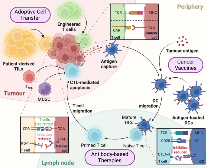 Leveraging T cells for cancer immunotherapy | Immunity & Inflammation ...