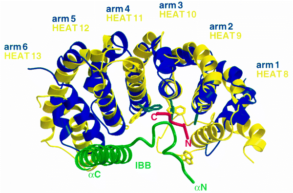 Structure of importin-β bound to the IBB domain of importin-α | Nature
