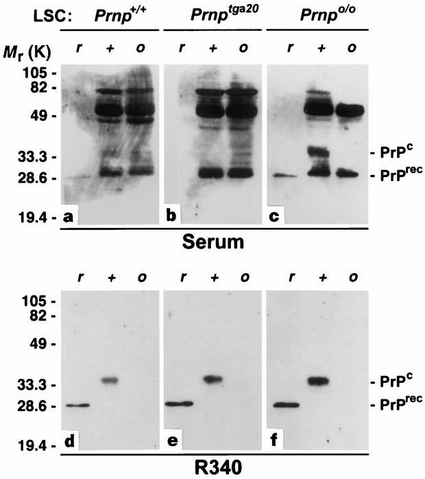 PrP-expressing tissue required for transfer of scrapie infectivity from ...