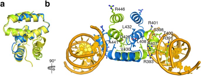 Crystal structure of the V(D)J recombinase RAG1–RAG2 | Nature