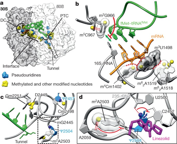 Structure of the E. coli ribosome–EF-Tu complex at