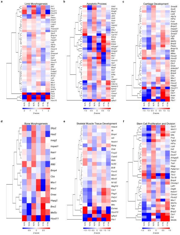 Transcriptomic and epigenomic characterization of the developing bat ...