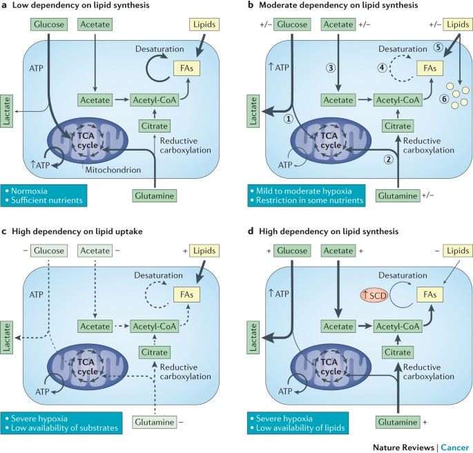 The multifaceted roles of fatty acid synthesis in cancer | Nature ...