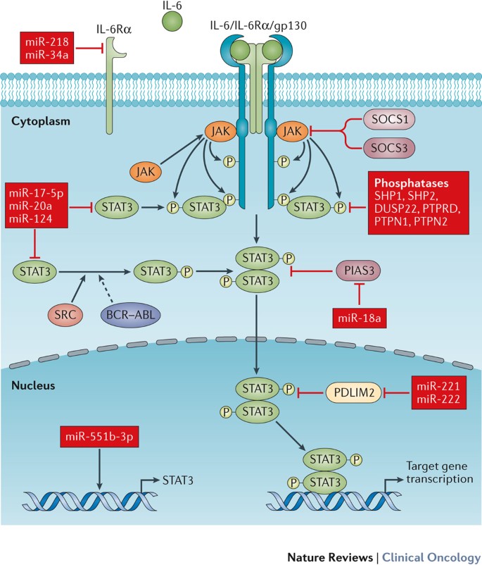 Targeting the IL-6/JAK/STAT3 signalling axis in cancer | Nature Reviews ...