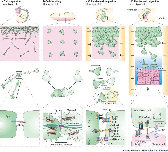 Mechanisms and in vivo functions of contact inhibition of locomotion ...