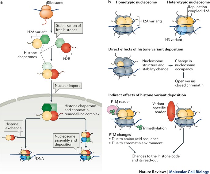 Variants of core histones and their roles in cell fate decisions ...