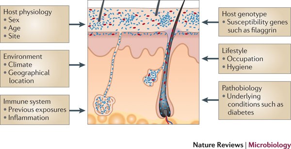 The skin microbiome | Nature Reviews Microbiology