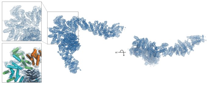 Atomic structure of the Y complex of the nuclear pore | Nature ...