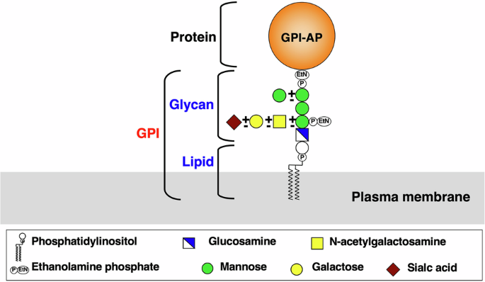 Biosynthesis of GPI anchored proteins, its deficiencies and treatment ...