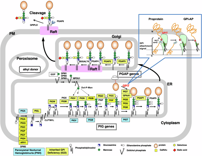 Biosynthesis of GPI anchored proteins, its deficiencies and treatment ...