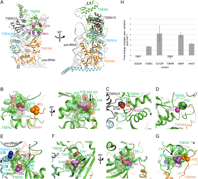 Biallelic TSEN2 variants causing pontocerebellar hypoplasia type 2 ...