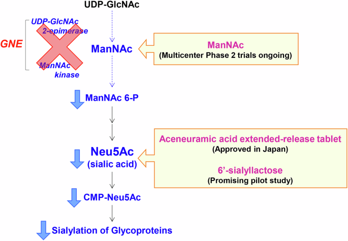 Molecular genetics and therapeutic development for GNE myopathy ...